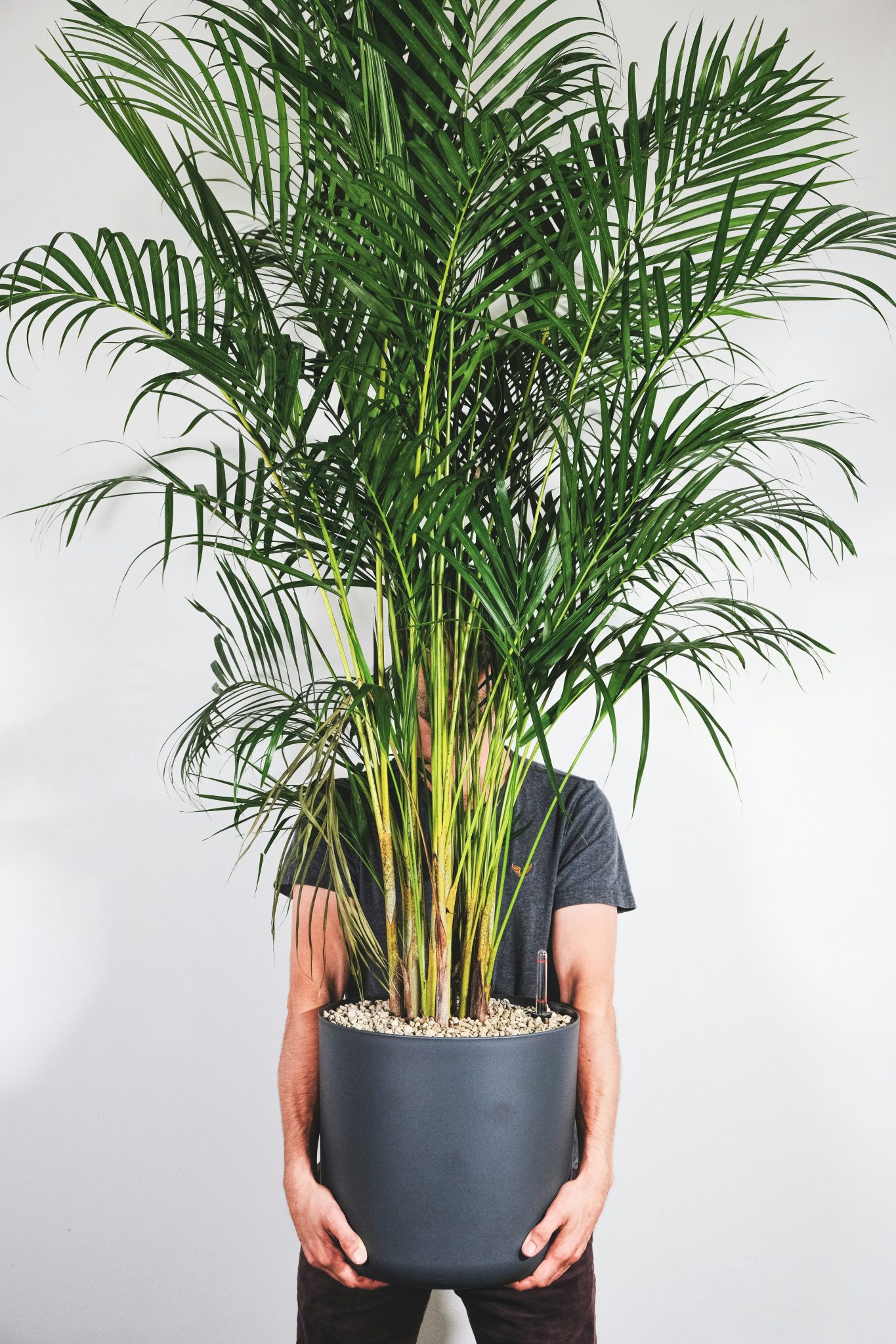 Palma areca (Dypsis lutescens): cuidados, tipos y características