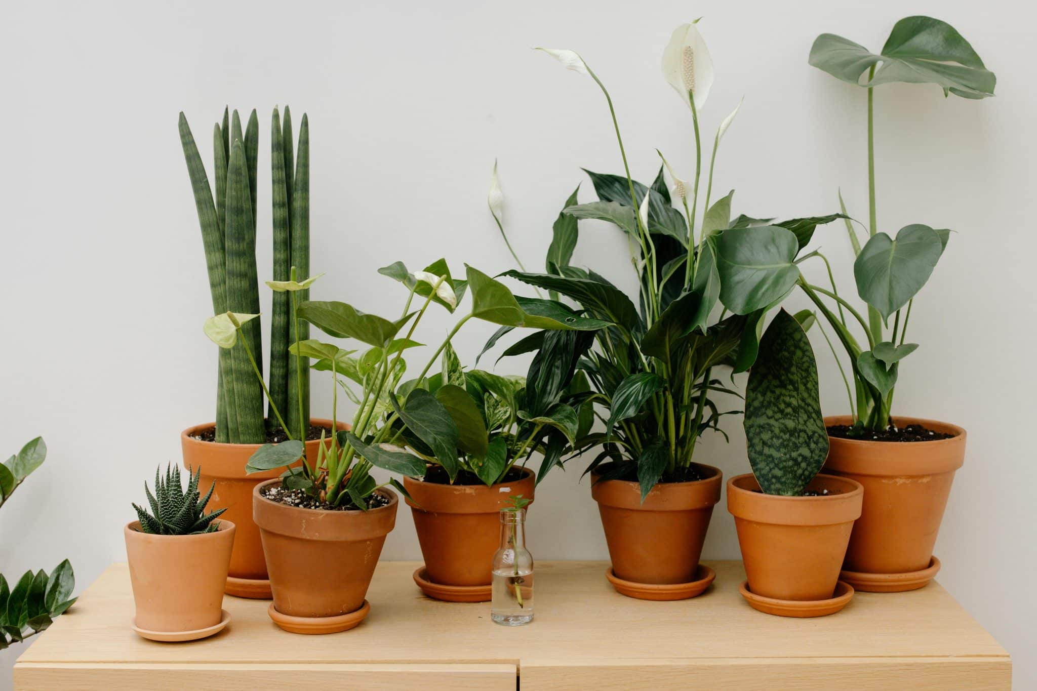 Plantas De Interior Resistentes